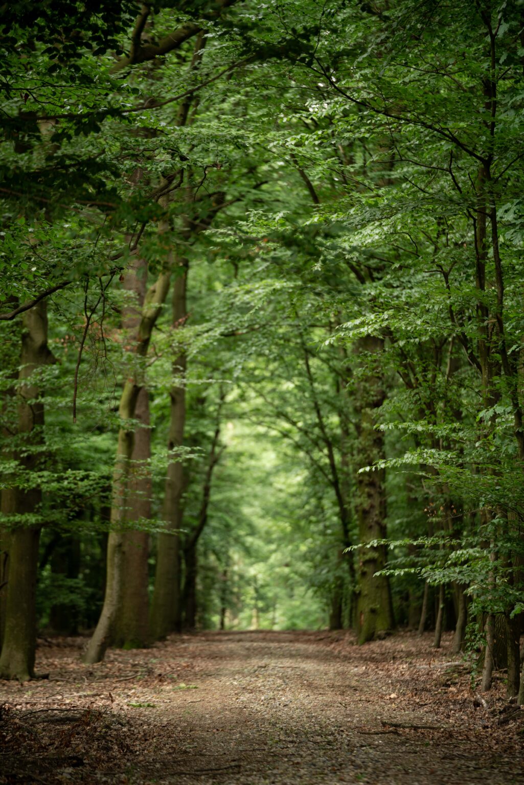 Ruhewald Sandfort - Waldfriedhof - Ort des friedlichen Erinnerns.